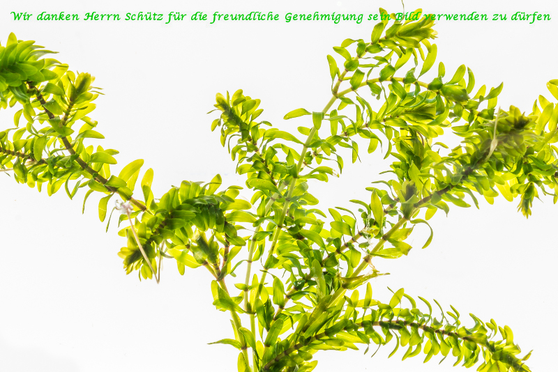 Elodea canadensis [Michx.] - Kanadische Wasserpest | Unterwasser ...