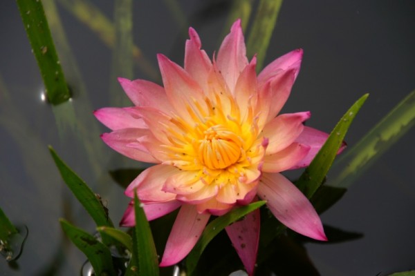 Nymphaea `Albert Greenberg` - Tropische Seerose | Seerosen | Nymphaion ...